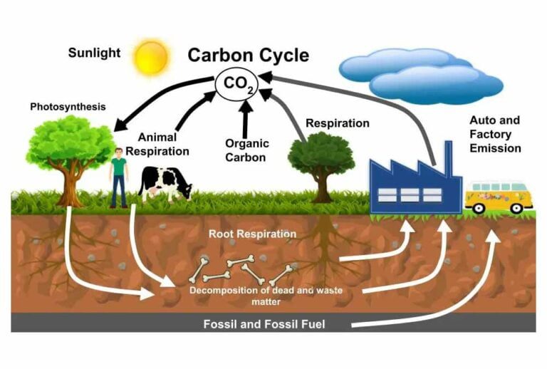 What is the Carbon Cycle ? Definition, Process, Diagram