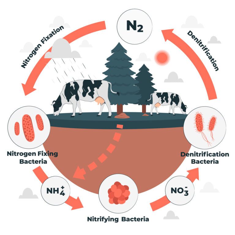 Nitrogen Cycle - Steps And Significance Biology Notes