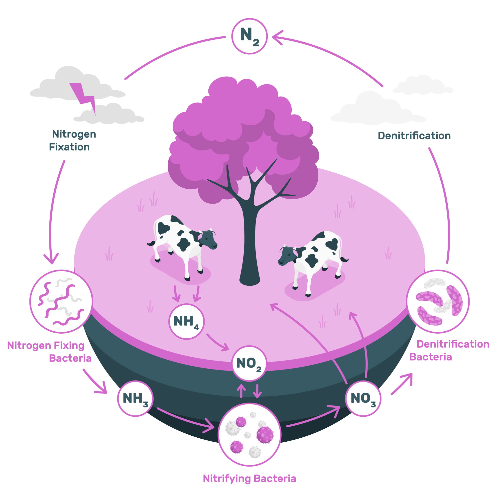 Nitrogen Cycle - Steps And Significance Biology Notes