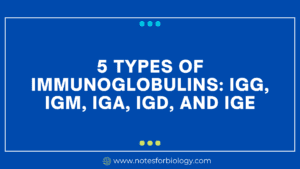 5 Types of Immunoglobulins: IgG, IgM, IgA, IgD, and IgE