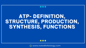 ATP- Definition, Structure, Production, Synthesis,