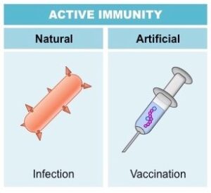 Active immunity- definition, characteristics, types, examples