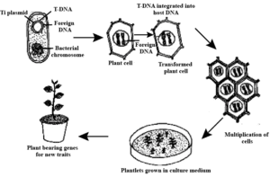 Agrobacterium-Mediated Gene