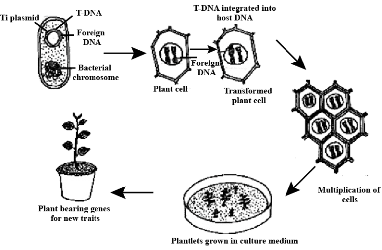 Agrobacterium Mediated Gene