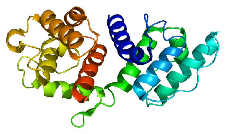 Alpha-Actinin: Definition, Structure, Types, Functions