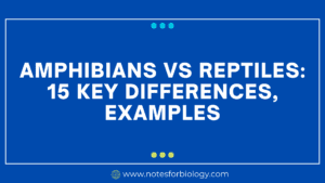 Amphibians vs Reptiles: 15 Key Differences, Examples
