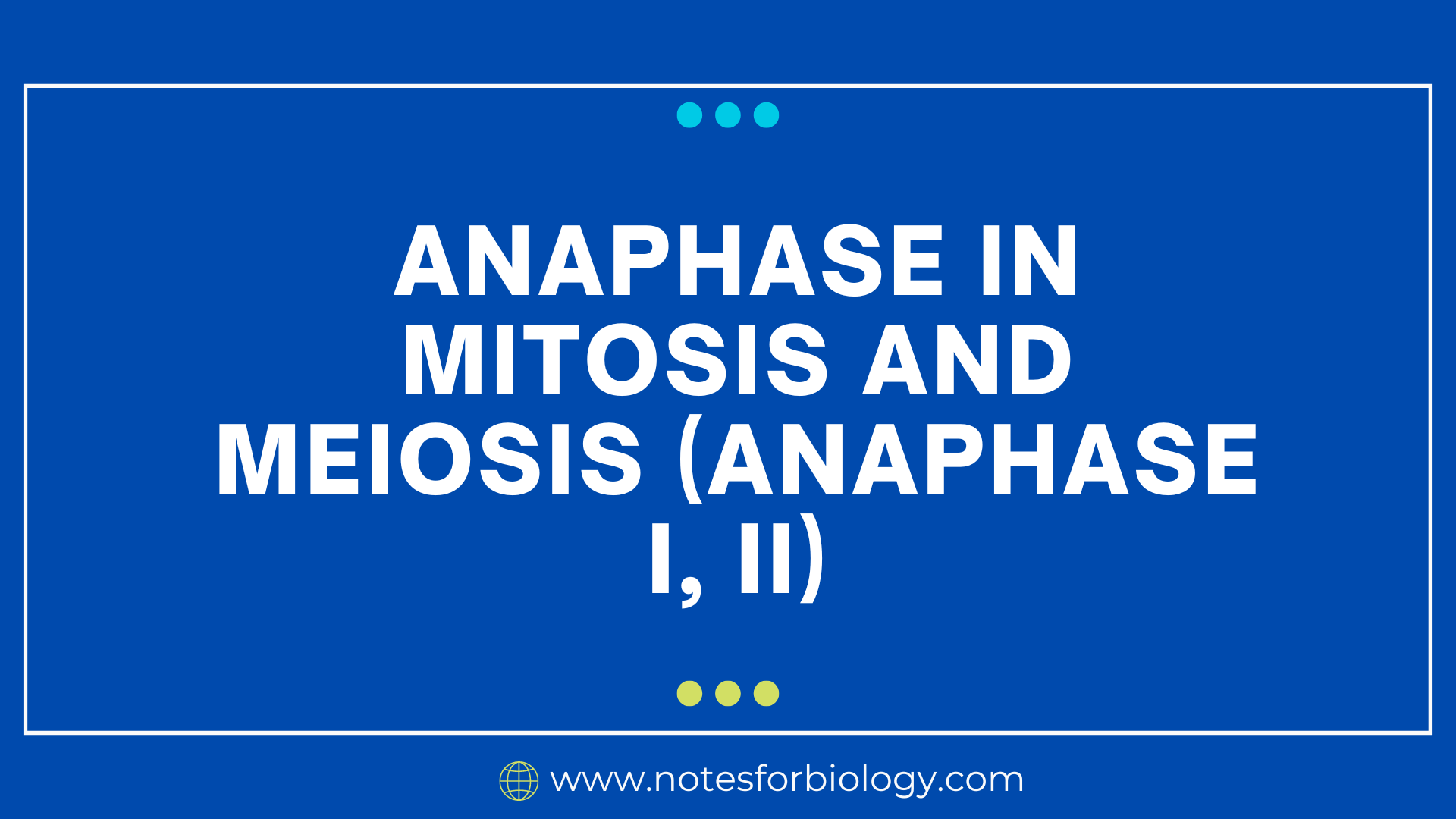 Anaphase in Mitosis and Meiosis (Anaphase I, II) - Best Biology Notes ... Anaphase in Mitosis and Meiosis (Anaphase I, II) - Best Biology Notes ...