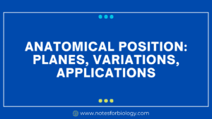 Anatomical Position: Planes, Variations, Applications