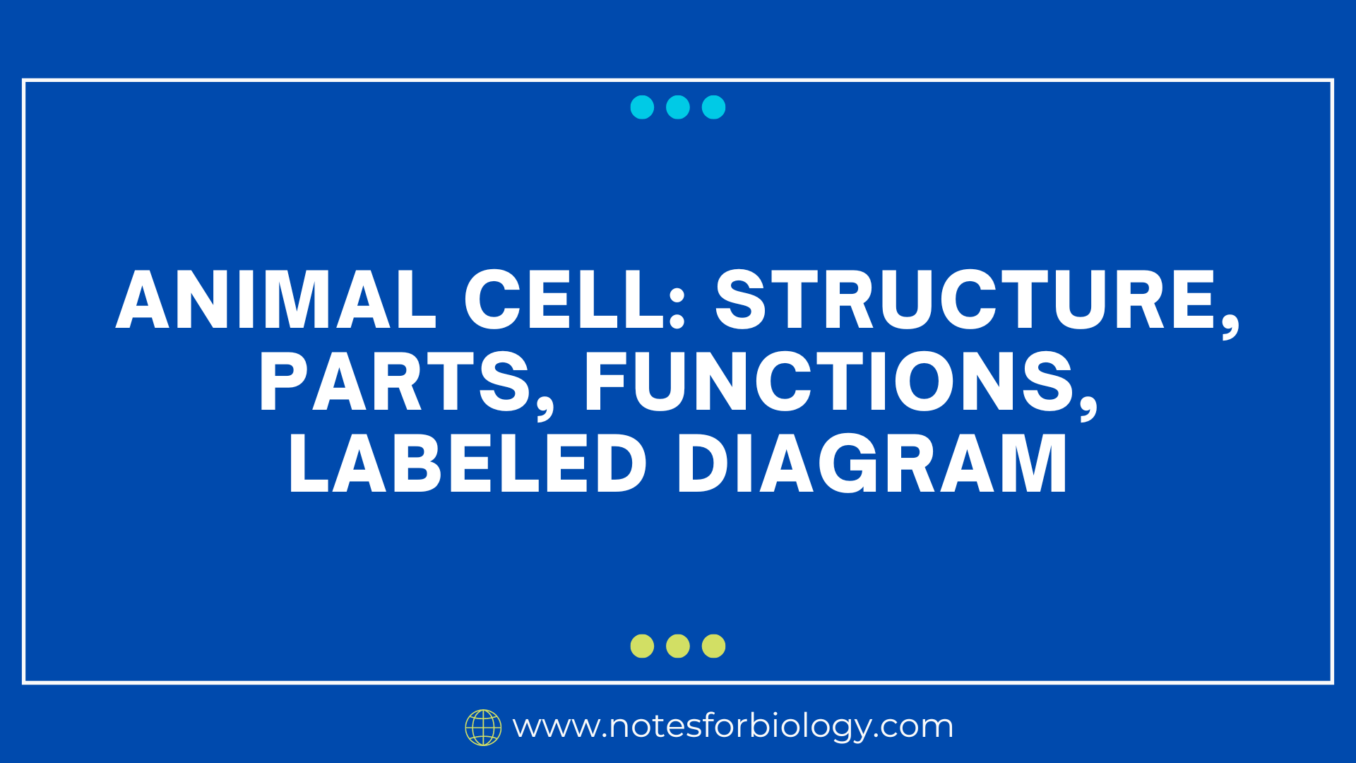 Animal Cell: Structure, Parts, Functions, Labeled Diagram