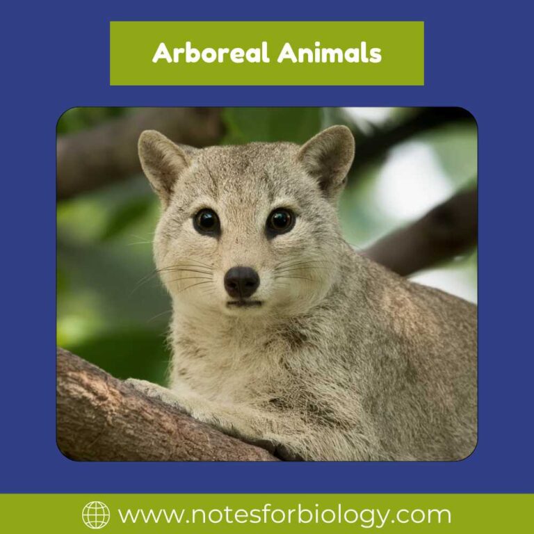 Arboreal- Definition, Biomechanics of Trees, Adaptions