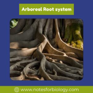 Arboreal- Definition, Biomechanics of Trees, Adaptions