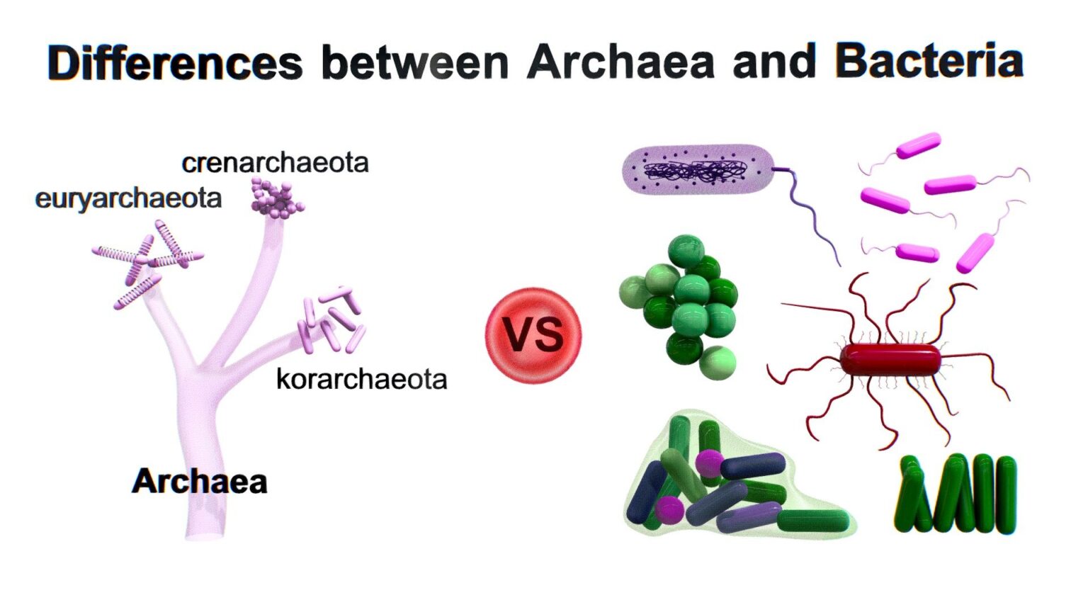 Archaea and Bacteria