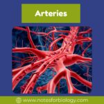 Arteries: Definition, Structure, Types, Functions, Diseases