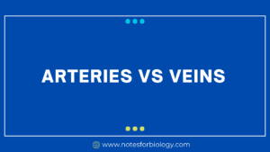 Arteries vs Veins
