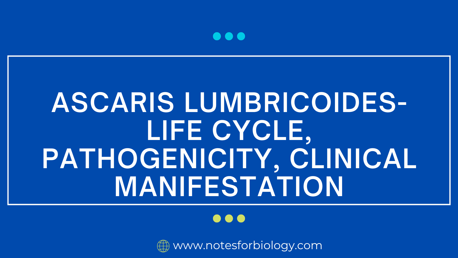 Ascaris Lumbricoides Habitat And External Morphology