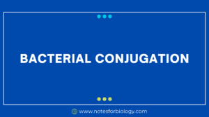 Bacterial Conjugation
