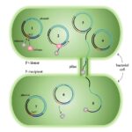 Bacterial Conjugation