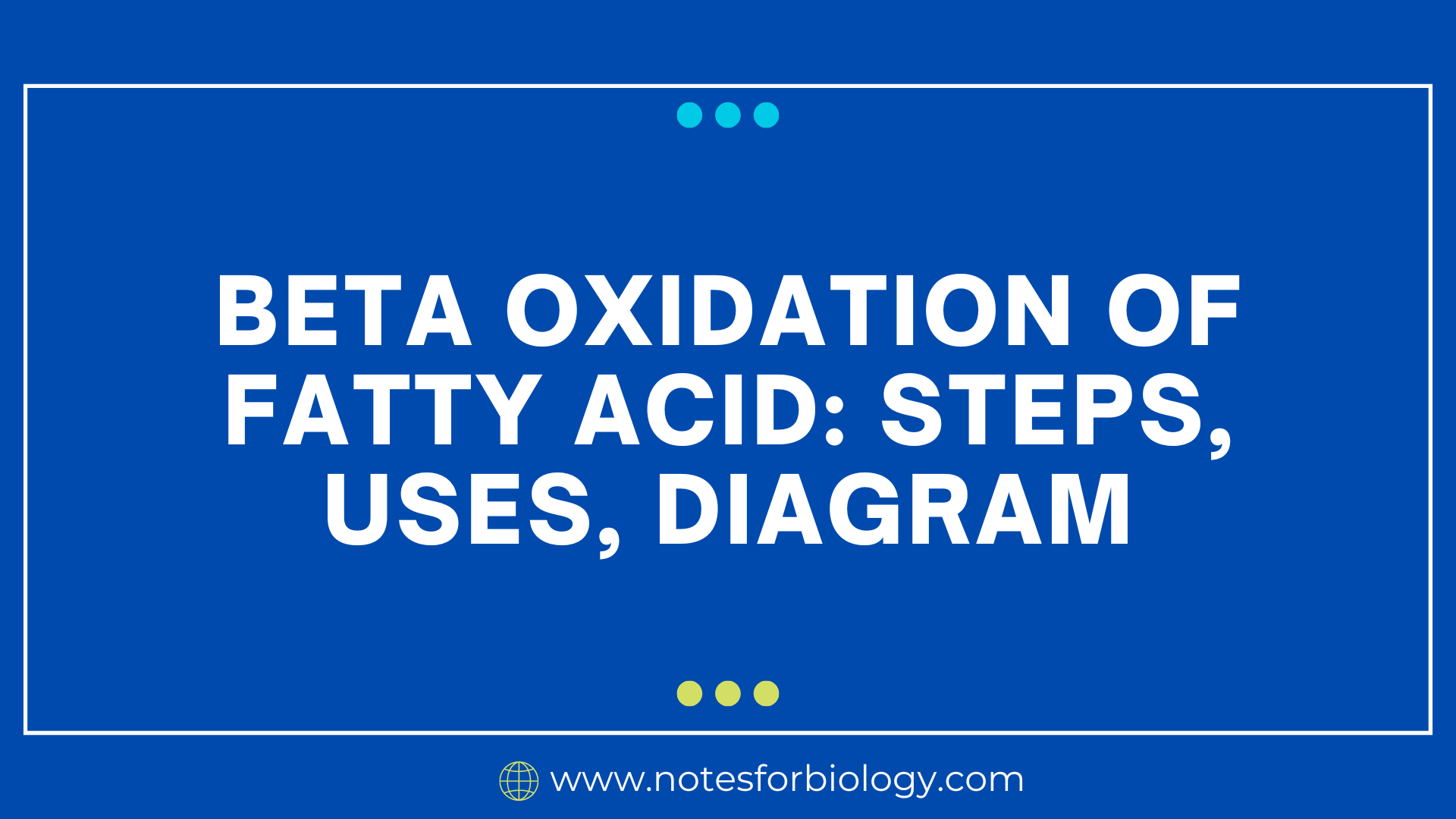 Beta Oxidation of Fatty Acid: Steps, Uses, Diagram