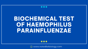 Haemophilus parainfluenzae- An overview