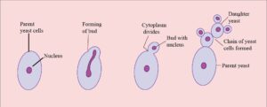 Budding: Asexual Reproduction in Plants and Hydra