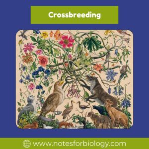 Artificial Selection- Definition, Steps, Examples, Uses