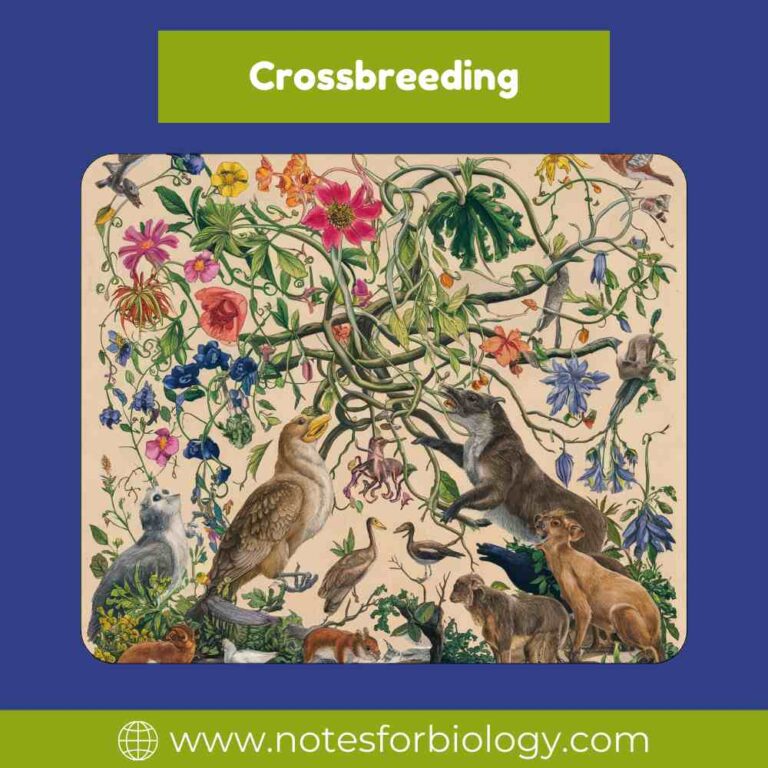 Artificial Selection- Definition, Steps, Examples, Uses