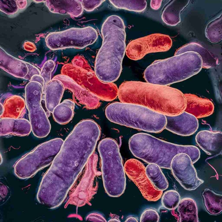 Clostridium difficile