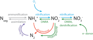 Assimilation in Biology Process, Types, Examples