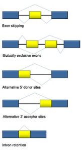 Alternative Splicing- Definition, Mechanism, Types, Uses