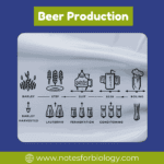Beer Production- Ingredients, Process, and Method