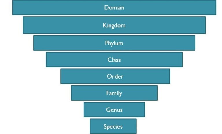Organisms and their classification