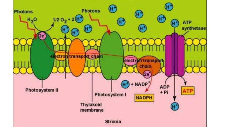 Light reaction and dark reaction of Photosynthesis