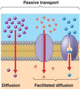 Active vs. Passive Transport: 18 Differences, Examples