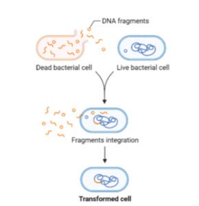 Bacterial Transformation- definition, principle, steps, examples - Best ...