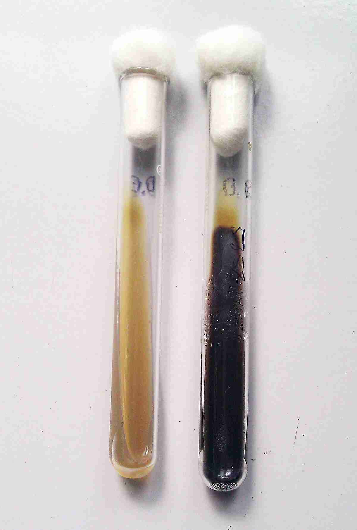 Bile Esculin Test- Principle, procedure, results, uses