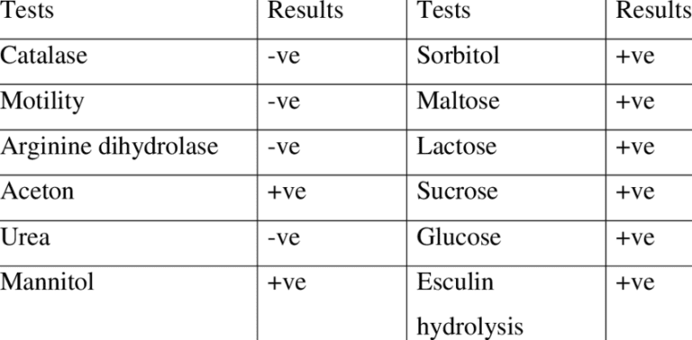 Biochemical Test of Streptococcus pyogenes - Best Biology Notes ...