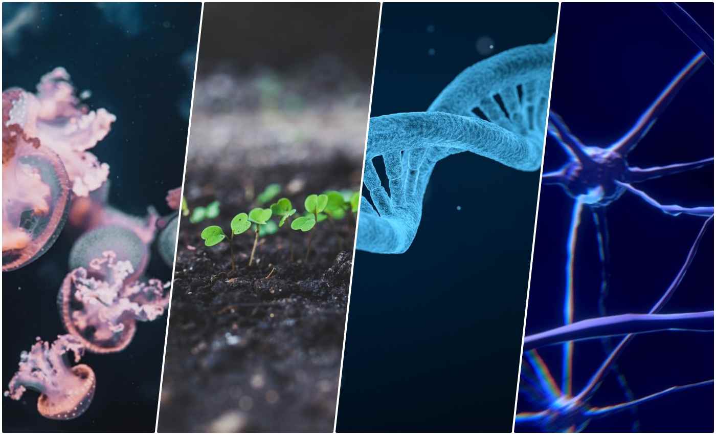 Bioengineering, Bioreactor, and Food Technology