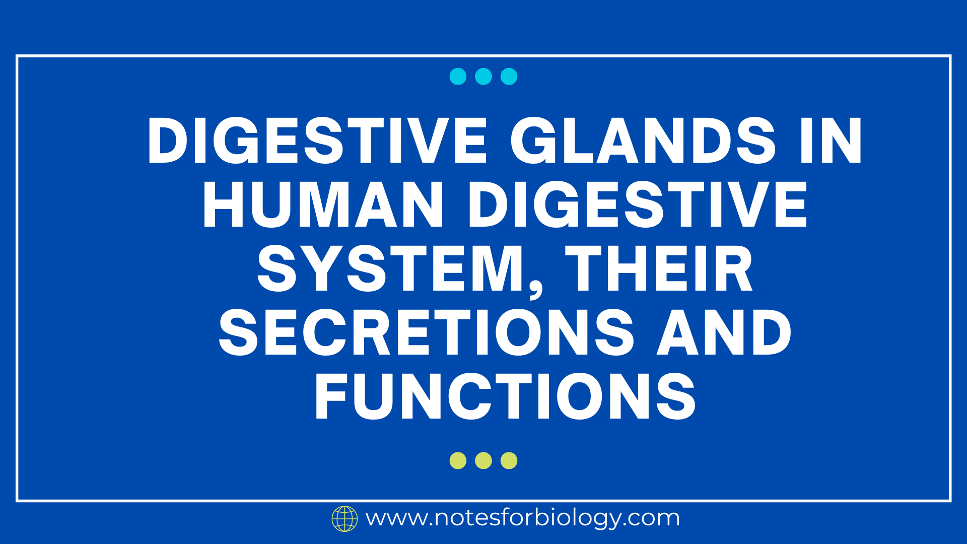 Digestive glands in Human digestive system, their secretions
