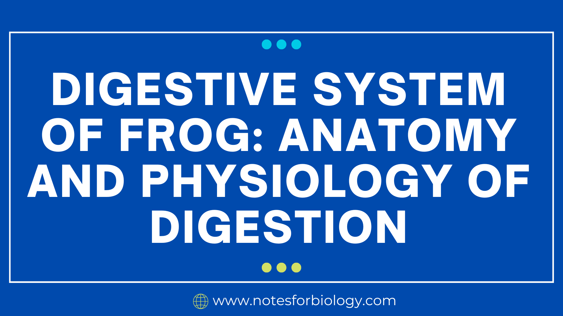 Frog Digestive System