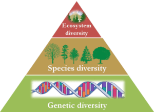 Biodiversity: Definition and Elements of Biodiversity