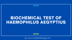 Haemophilus aegyptius