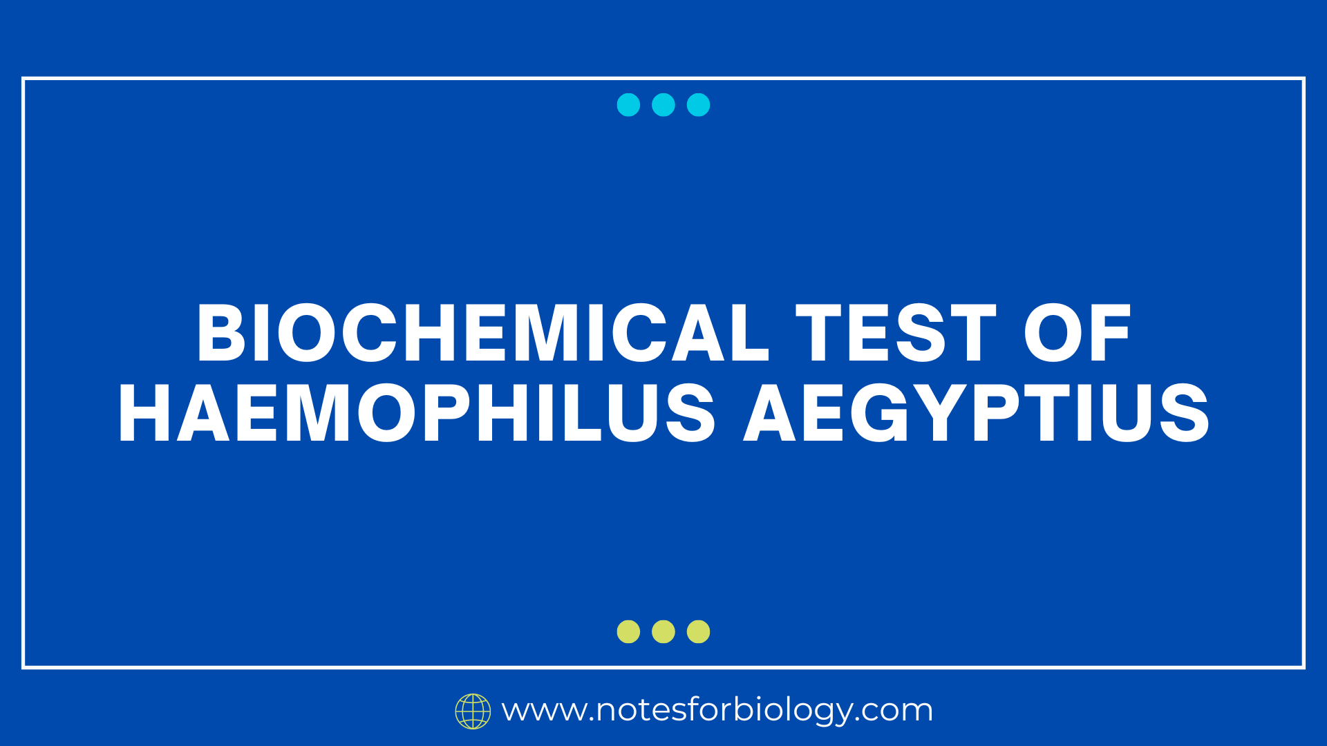 Haemophilus aegyptius