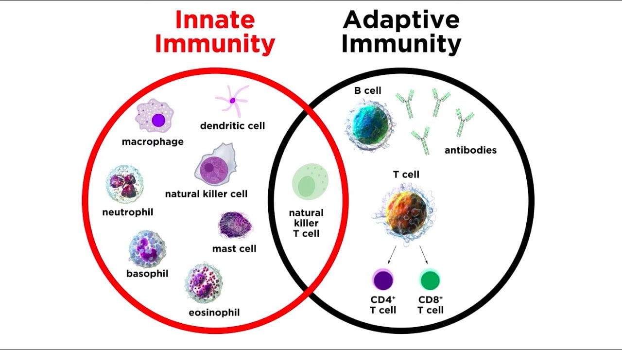 Acquired Immunity and Innate