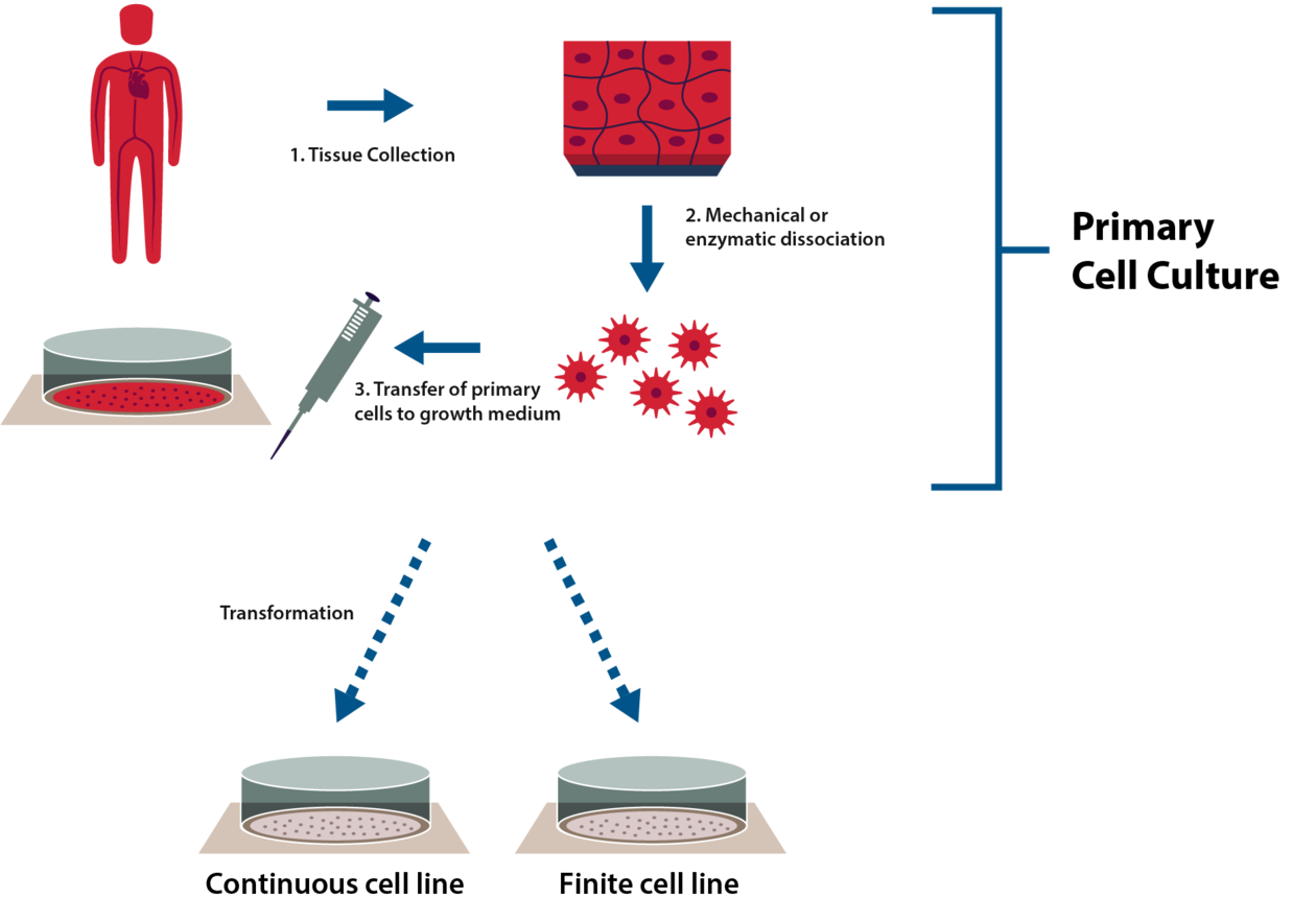 Animal Cell Culture - Best Biology Notes, Reference,...