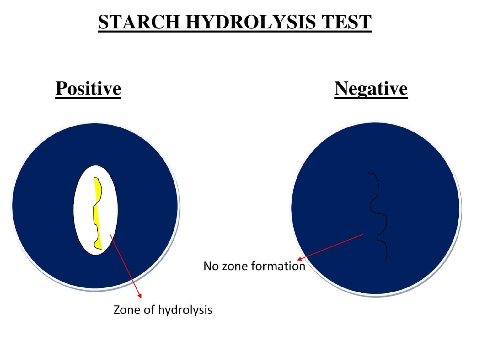 Bacillus subtilis - Biochemical Test