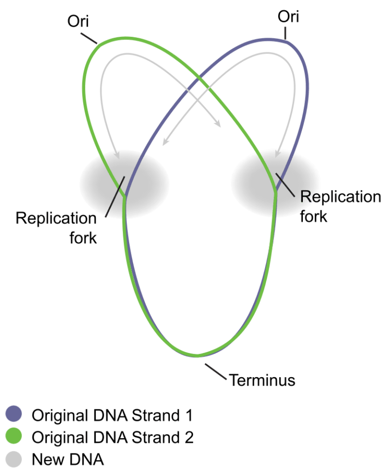 Plasmid replication Mechanisms - Theta and Rolling cycle