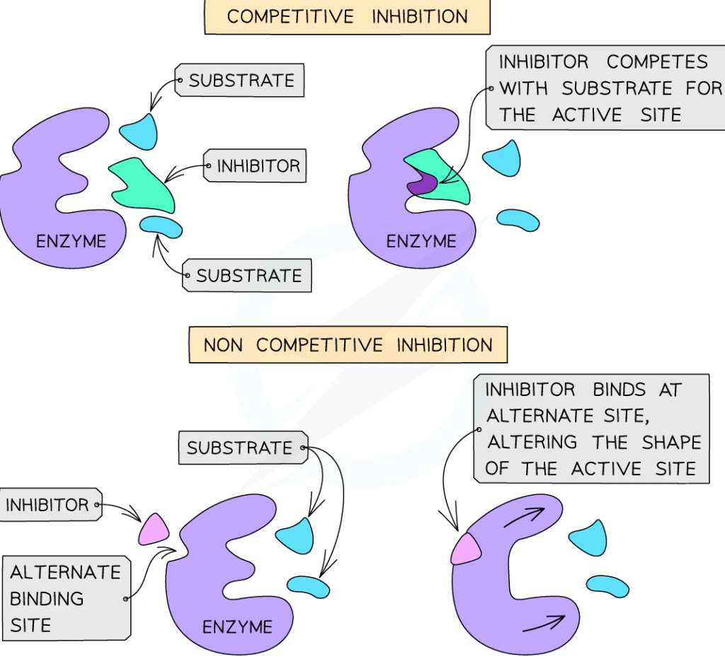 Enzyme inhibition and types of enzyme inhibitors - Best...