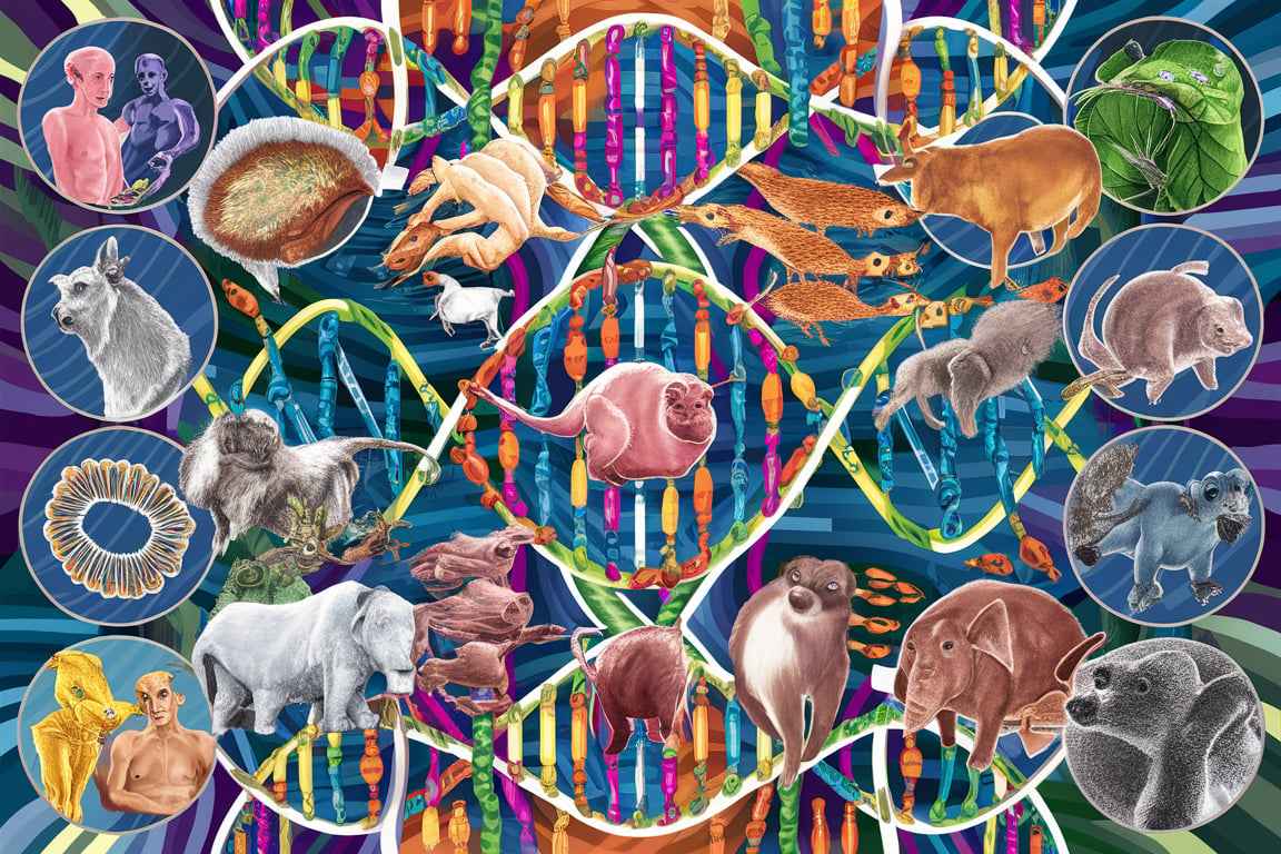 Genetic variation as a cause of evolution