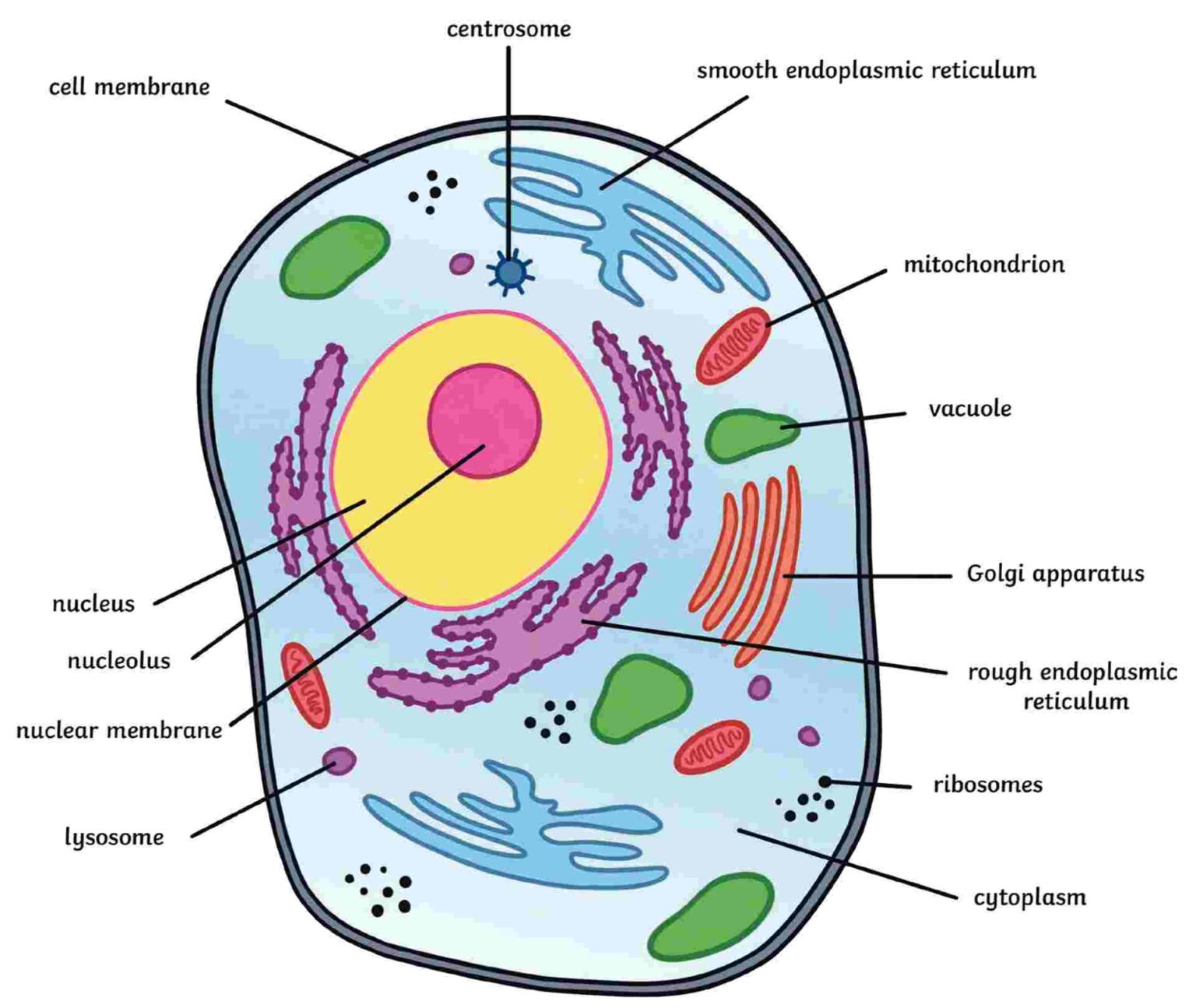 Cell cycle Phases- Best Biology Notes, Reference,...
