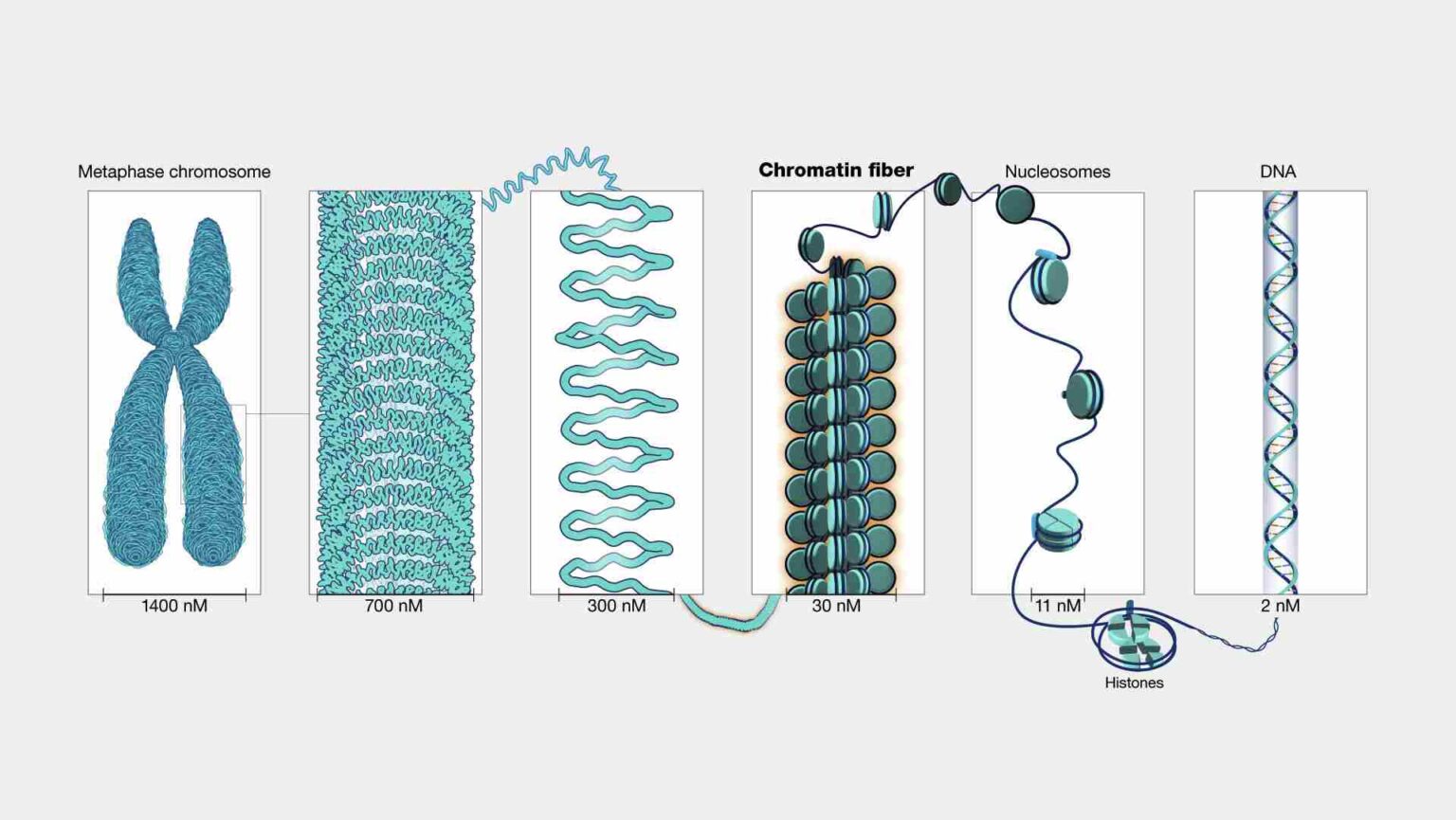 Chromatin structure, composition and packaging - Best...